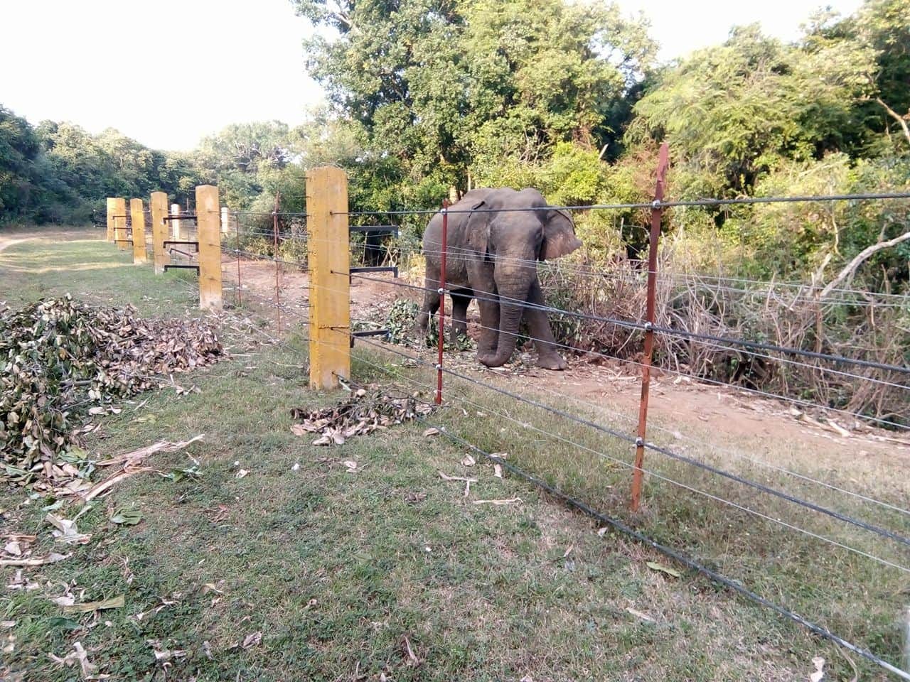 Horowpathana Elephant Holding Ground - The Morning - Sri Lanka News