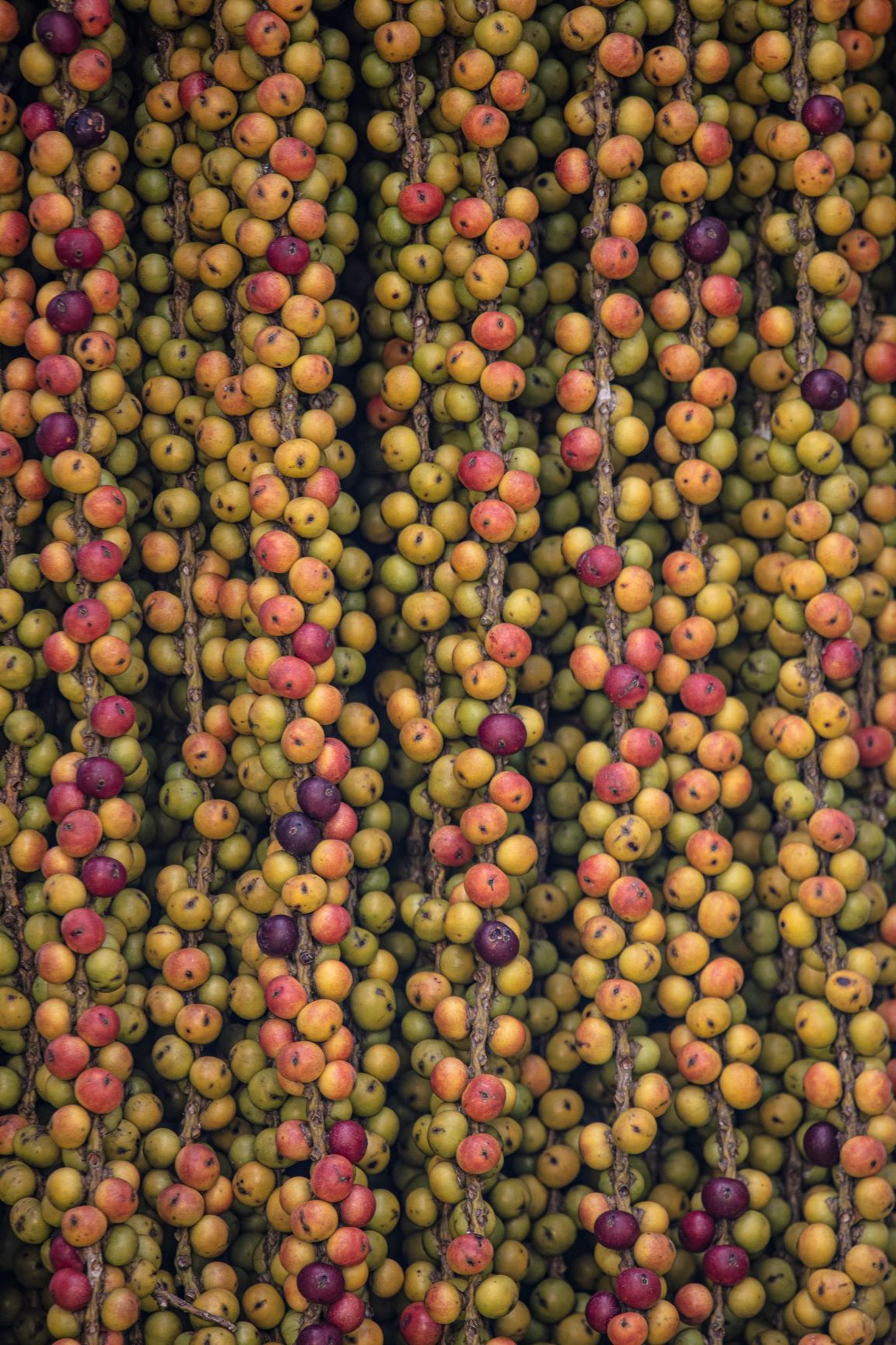 Rāgā – elevating Sri Lanka through kithul-based products - The Morning ...