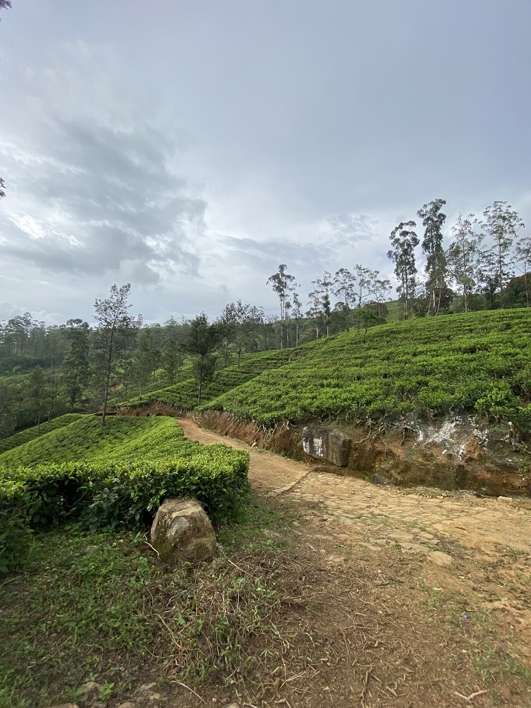 Make the most of your visit to Dickoya - The Morning - Sri Lanka News