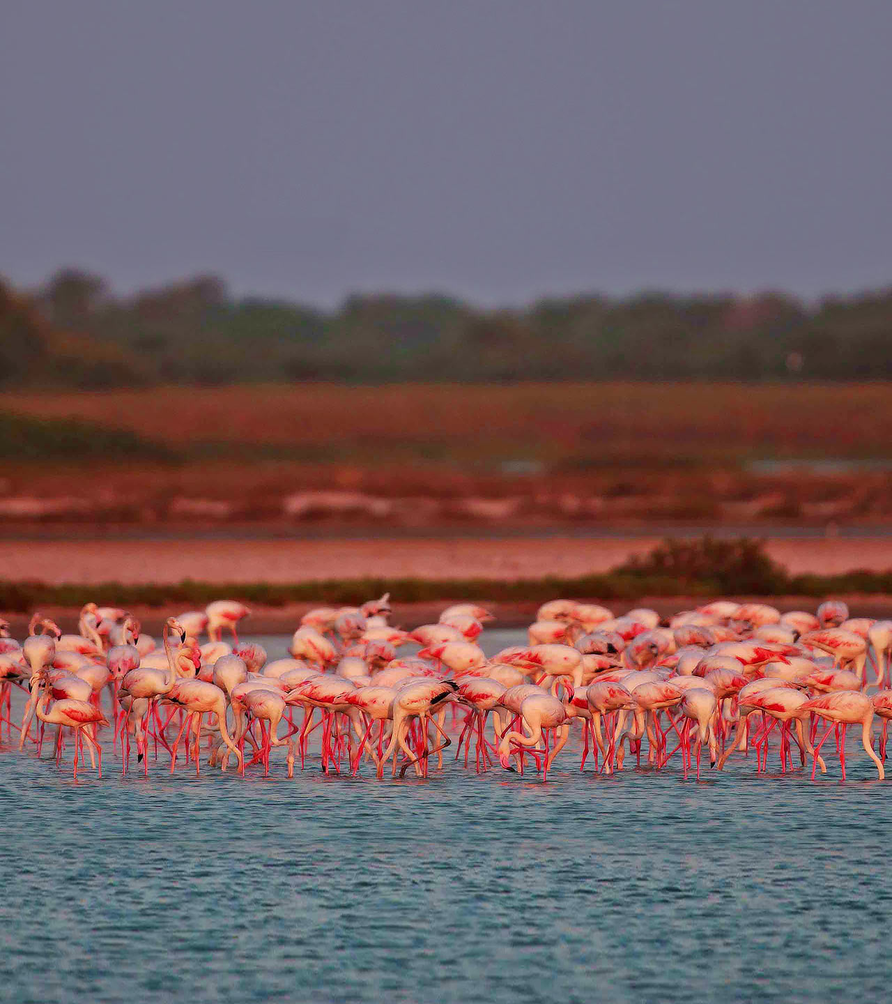 It’s flamingo season! - The Morning - Sri Lanka News