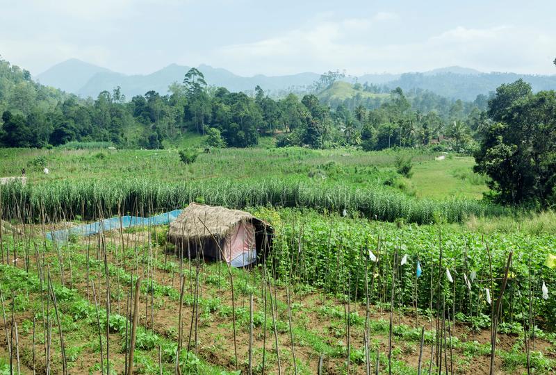 Forest farming: Capturing value beyond food produce - The Morning - Sri ...