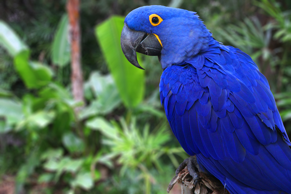The story of the blue macaw - The Morning - Sri Lanka News