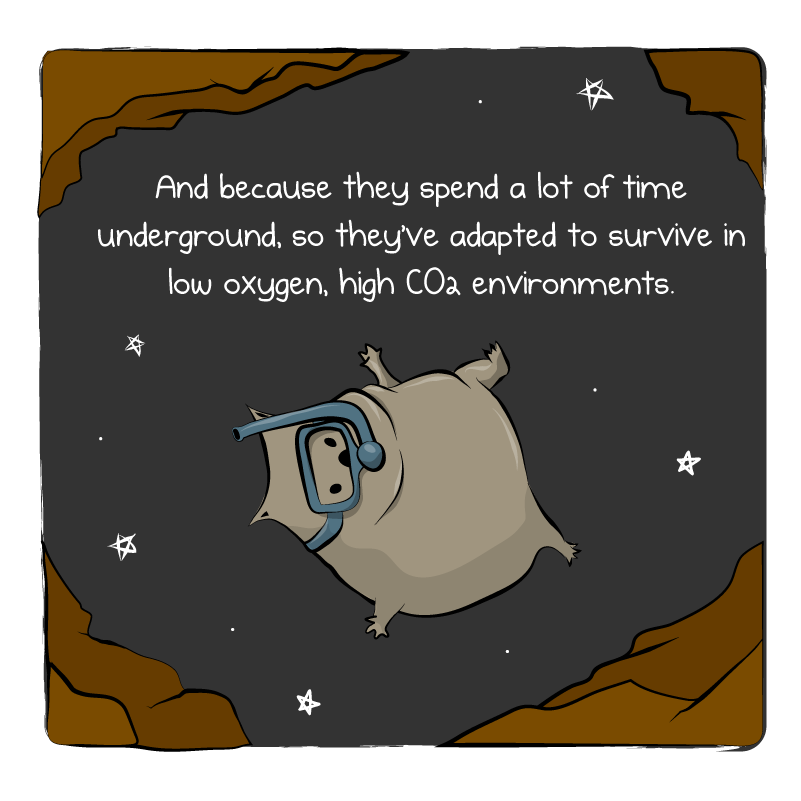 We need to have a conversation about wombats - The Oatmeal