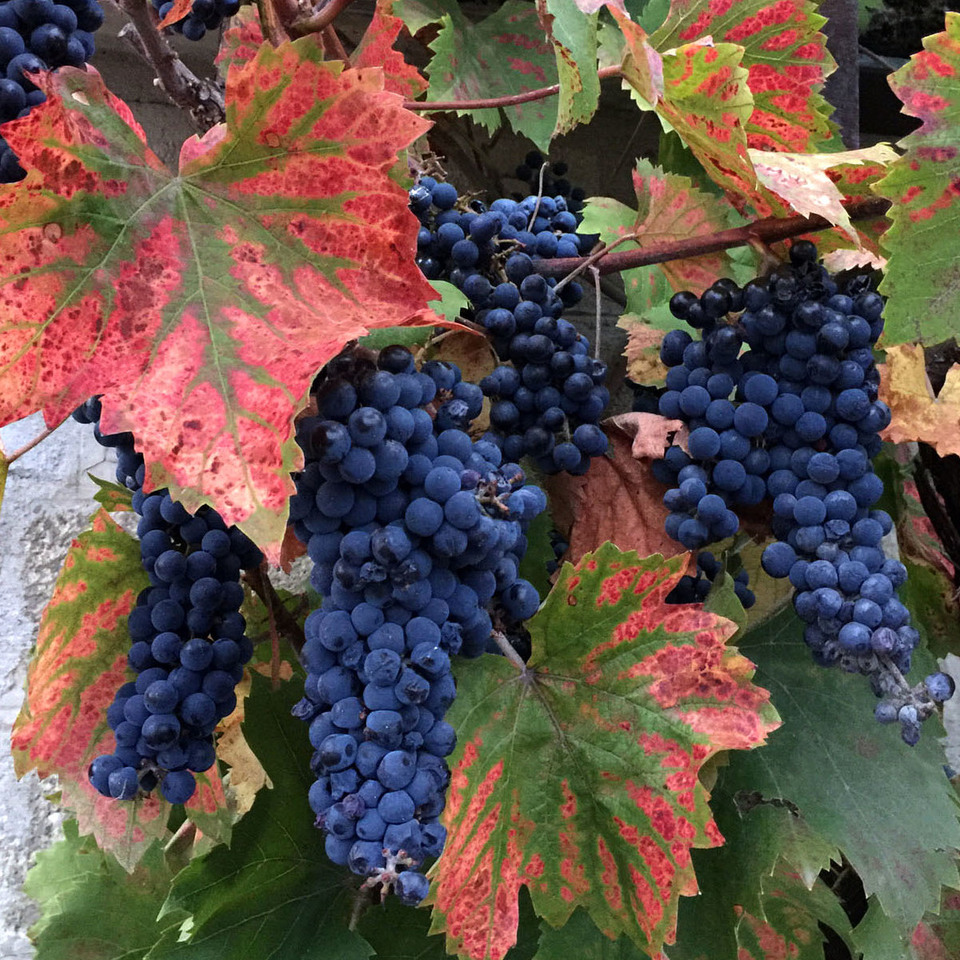 Marimar Estate 2016 'Chico's Run' Doña Margarita Vineyard Pinot Noir