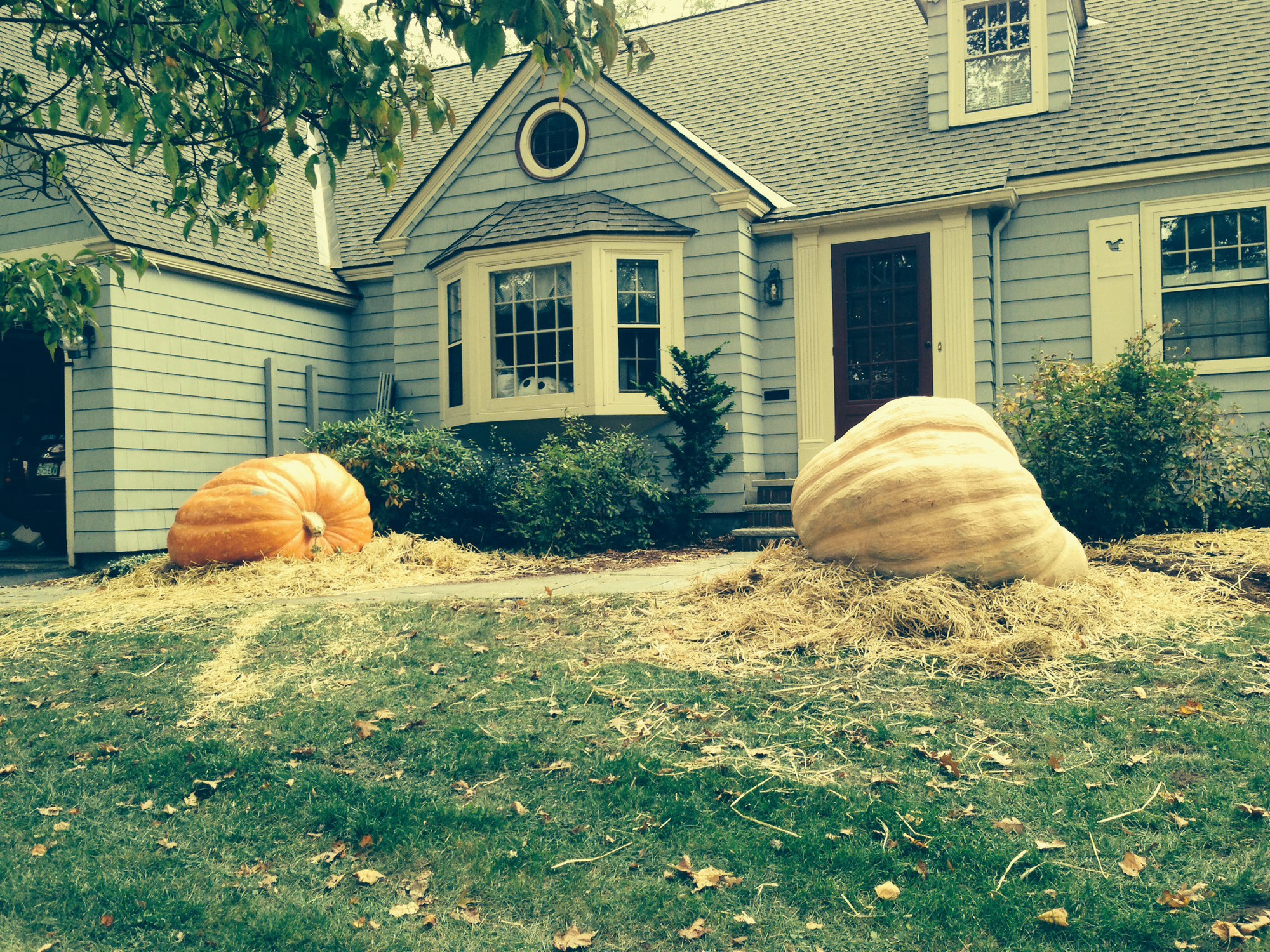 Chem Professor Grows Mass.’s Largest Pumpkin, No Plans for Pie | News ...