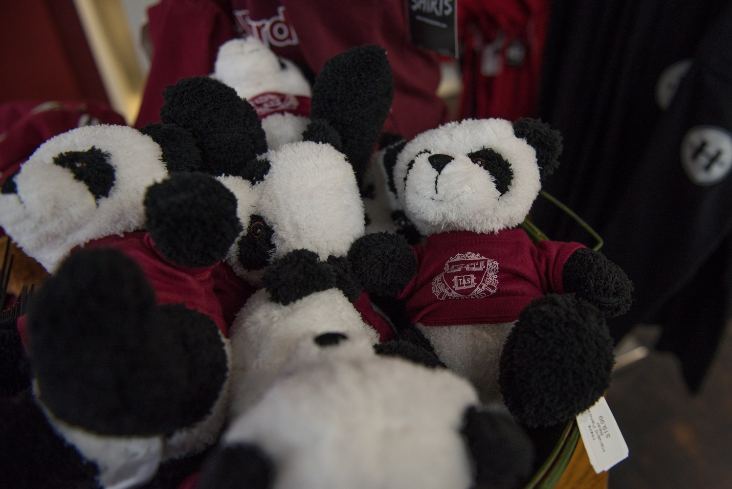 Beary Crimson | Magazine | The Harvard Crimson