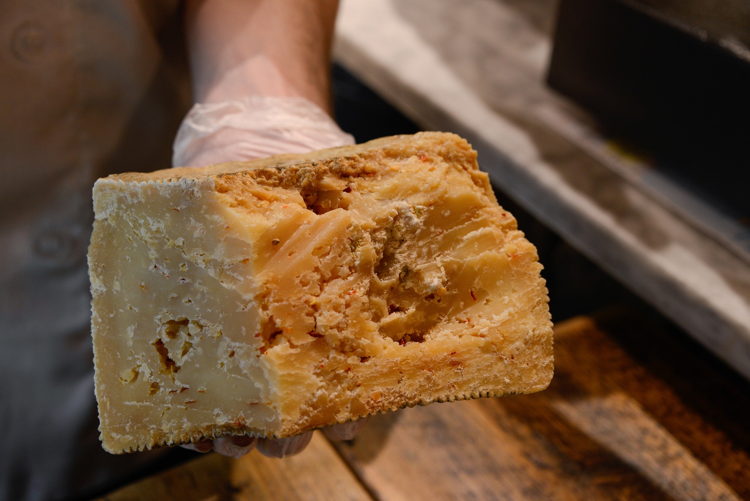 Saddlebag Cheese | Magazine | The Harvard Crimson