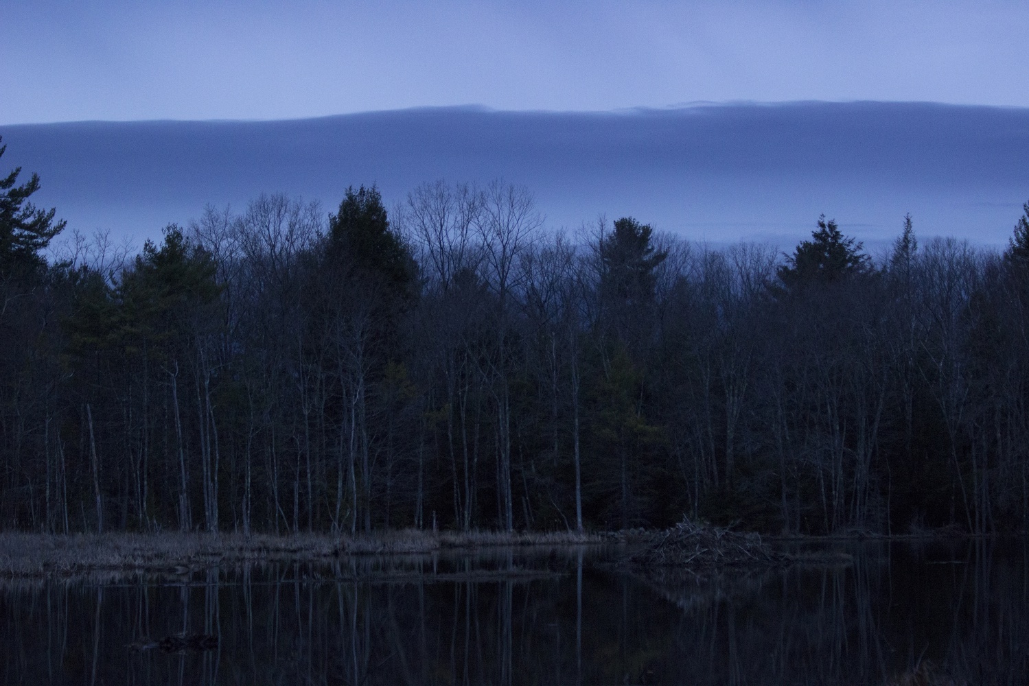 Dusky Treeline | Multimedia | The Harvard Crimson