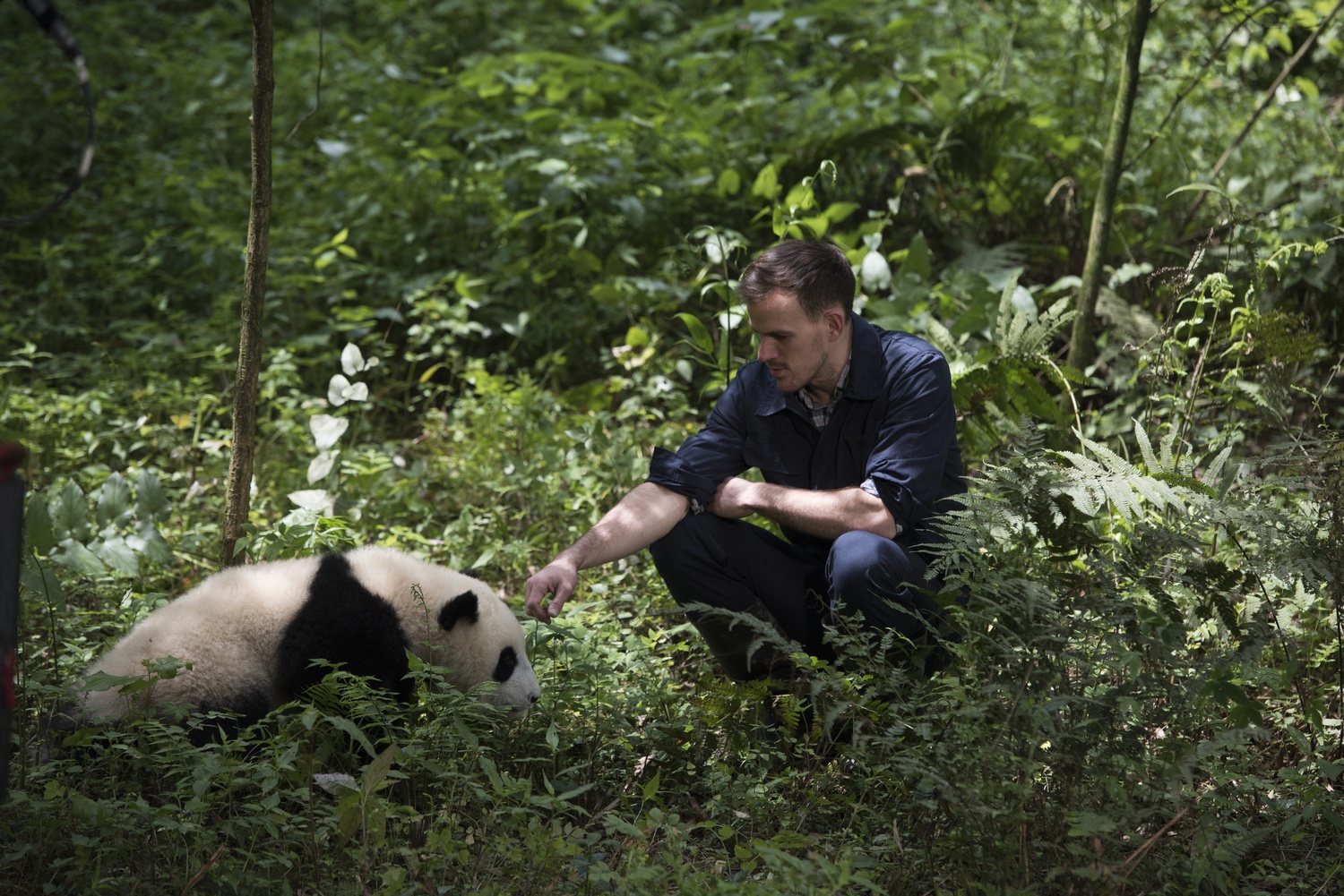 'Pandas' Swoons with Cuteness | Arts | The Harvard Crimson