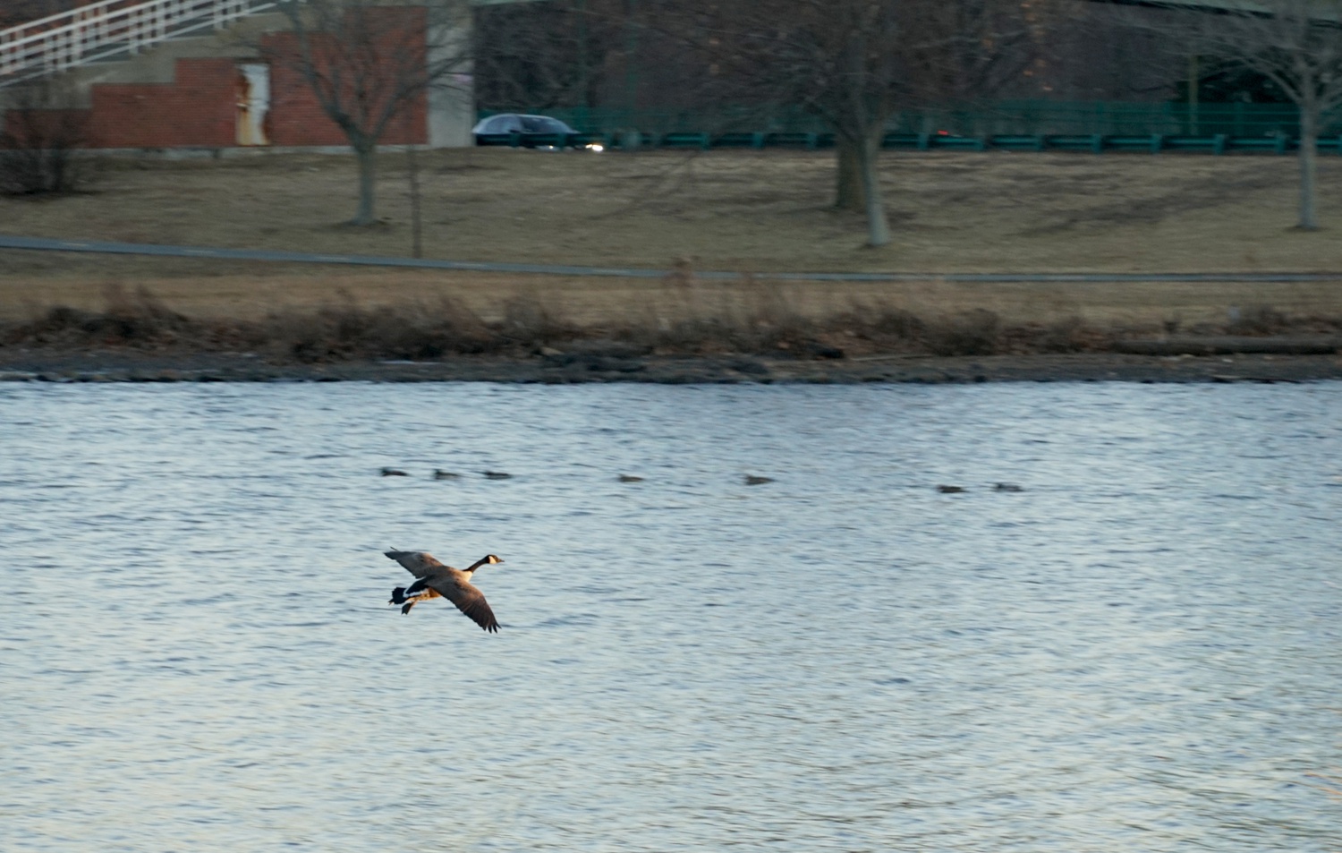Goose Landing | News | The Harvard Crimson
