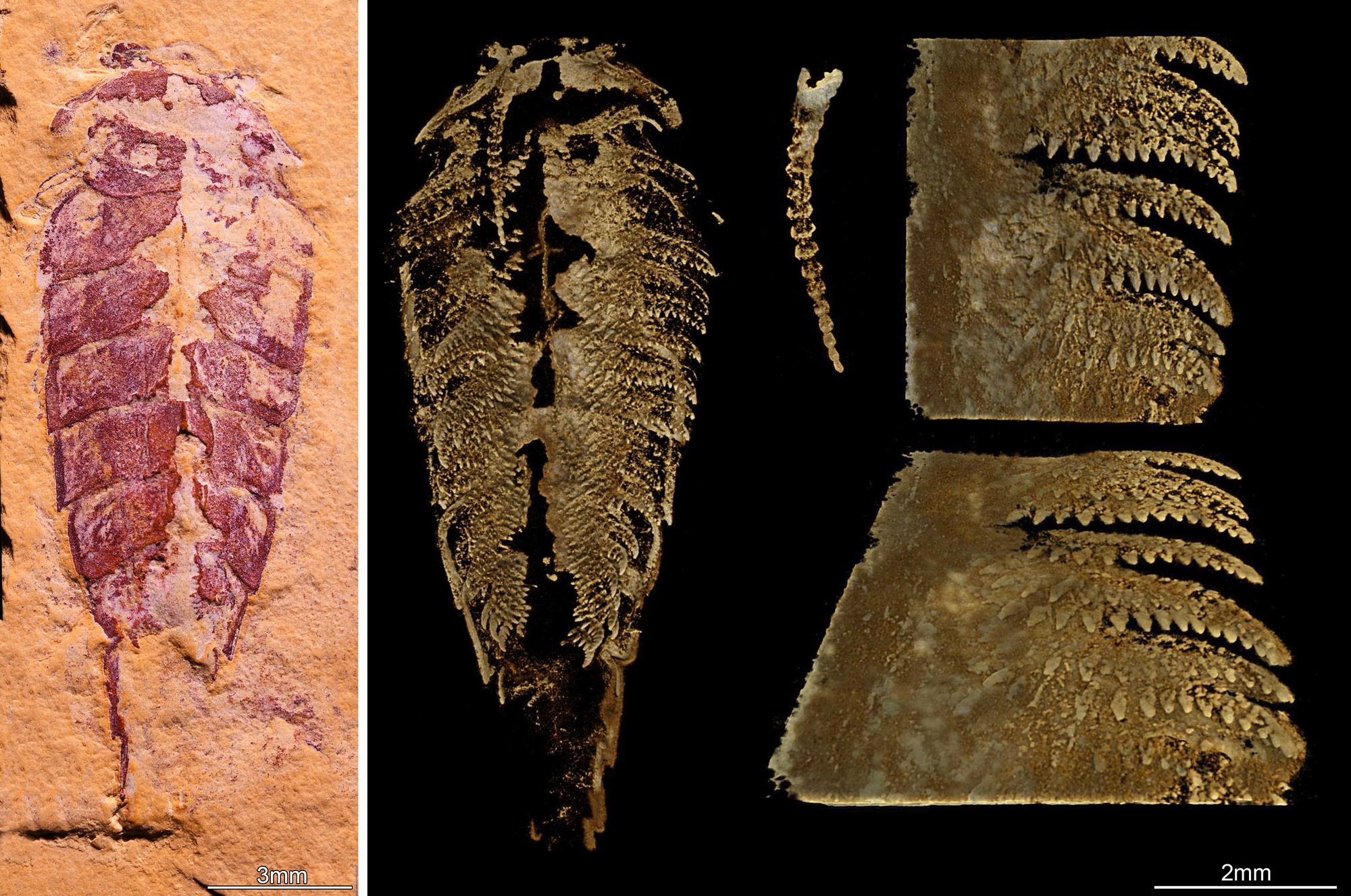 OEB Professor Ortega-Hernández Discovers Ancient Arthropod Species ...