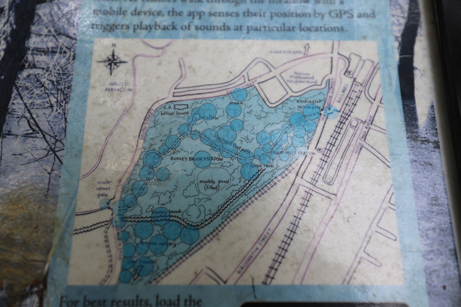 Muddy Pond Map | Magazine | The Harvard Crimson