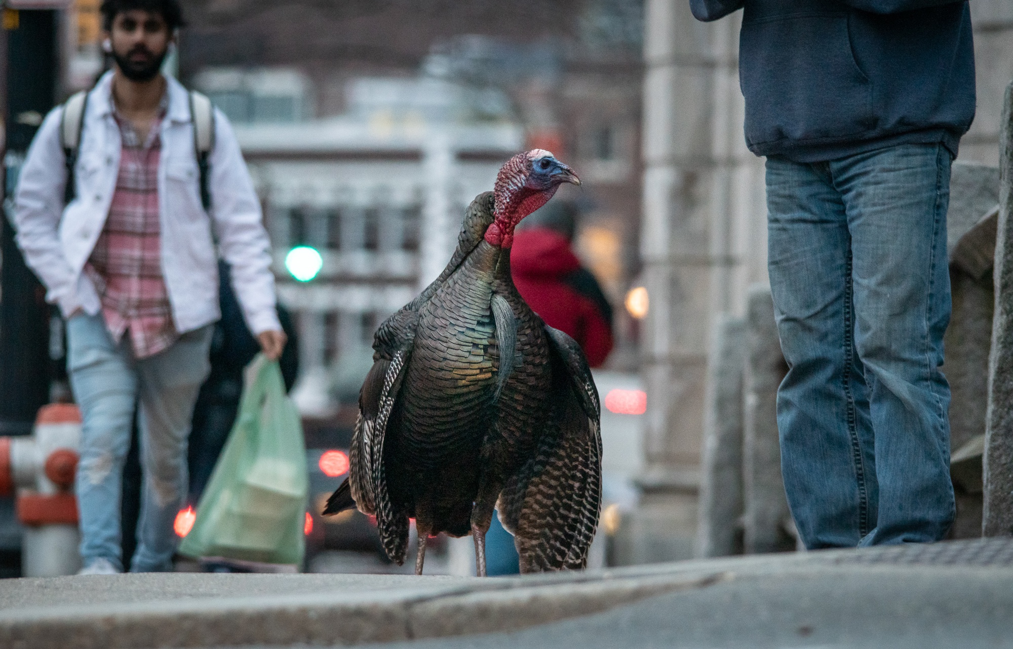 It’s Me, the Guy in the Turkey Suit | Opinion | The Harvard Crimson