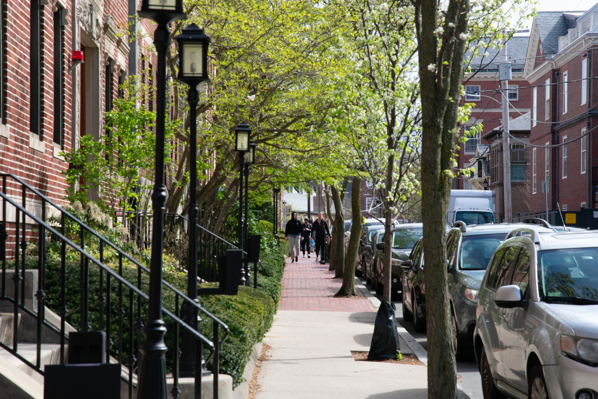 The Fight to Save All of Cambridge's Trees | Magazine | The Harvard Crimson