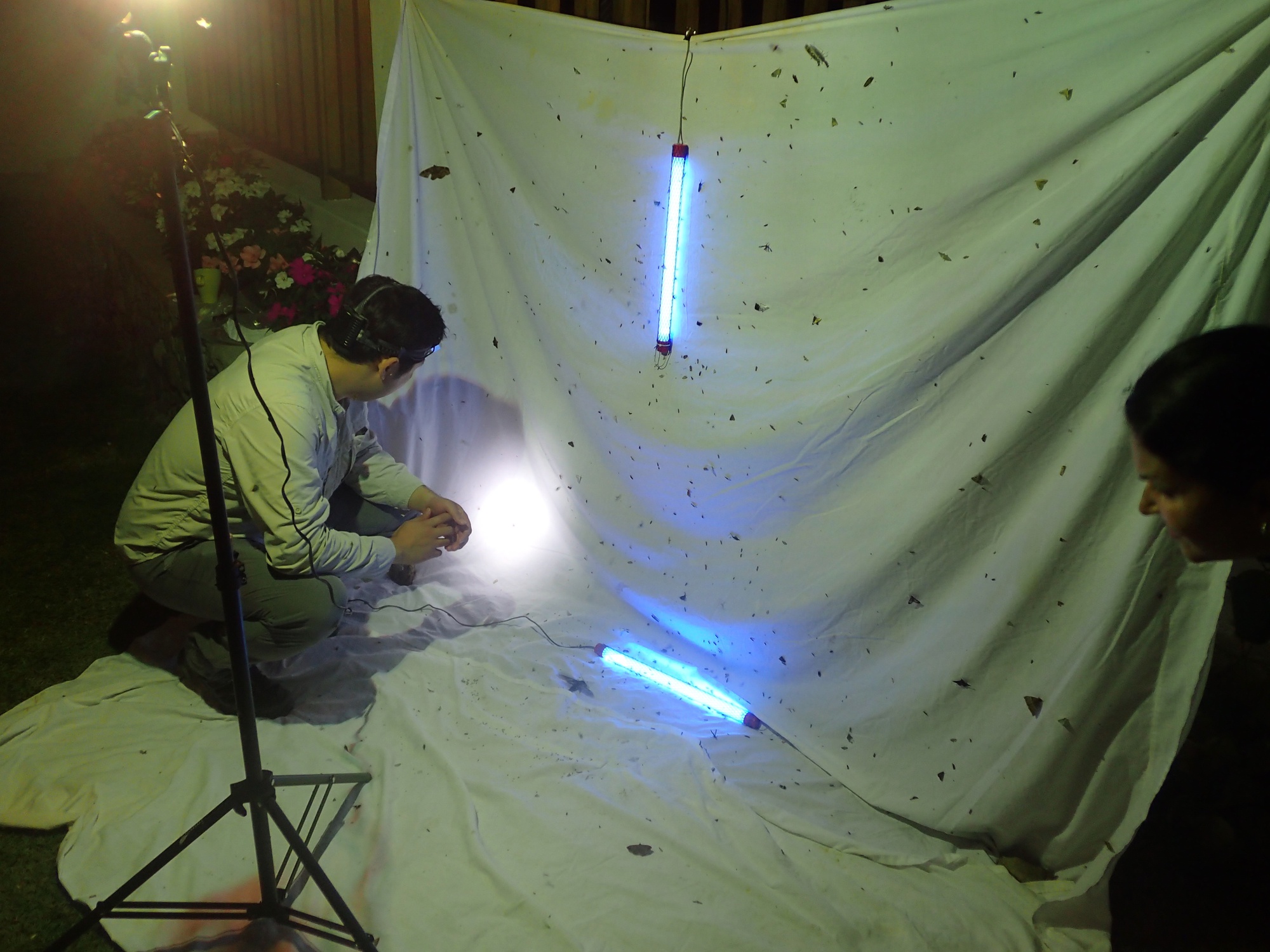 Decades of Digitizing: The Quest to Reconstruct Seven Million Insects ...