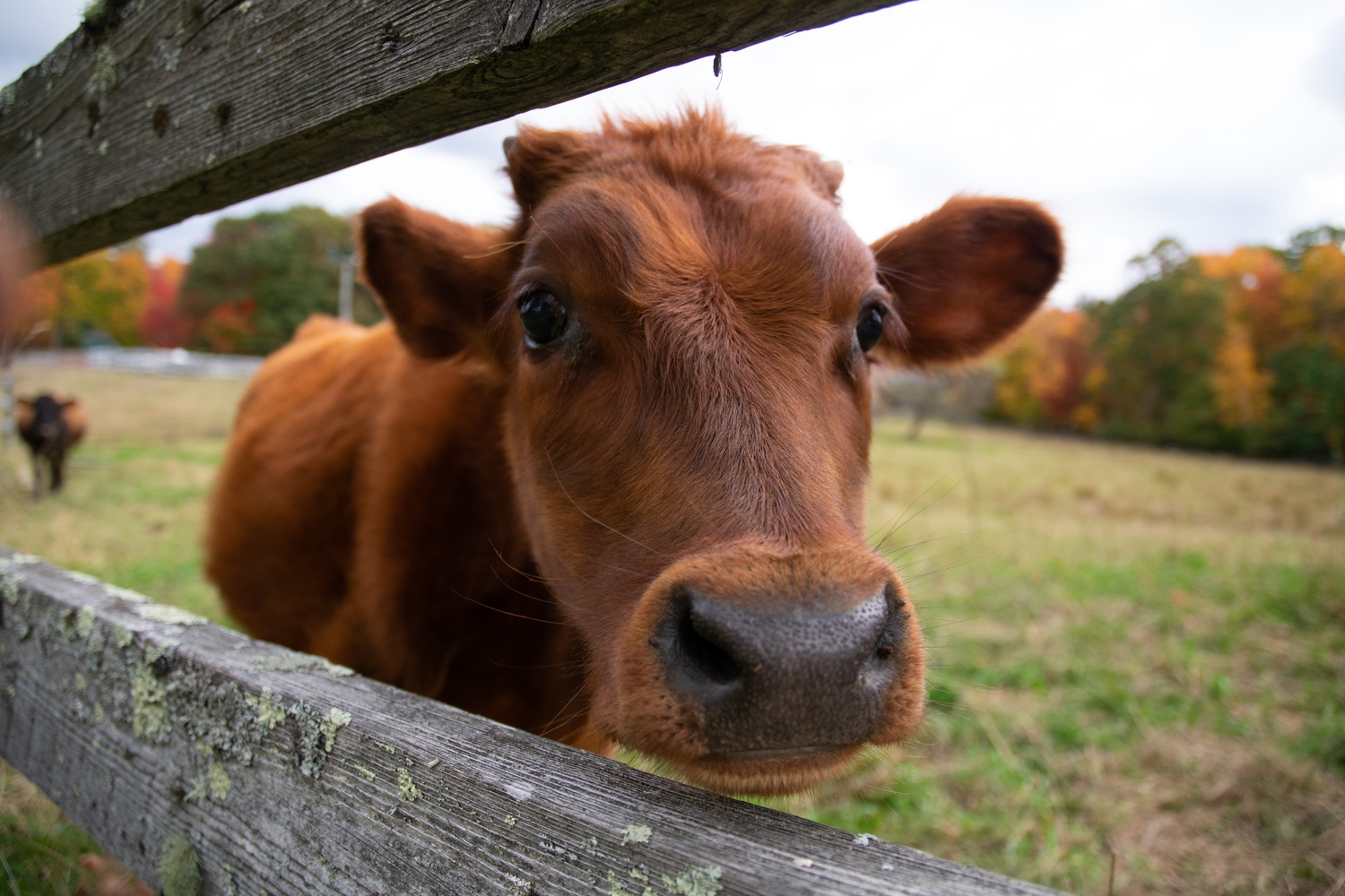 Harvard Forest Cow | Multimedia | The Harvard Crimson