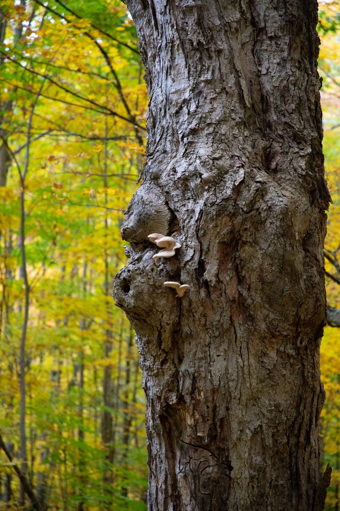 Harvard Forest Tree with Mushrooms | Multimedia | The Harvard Crimson