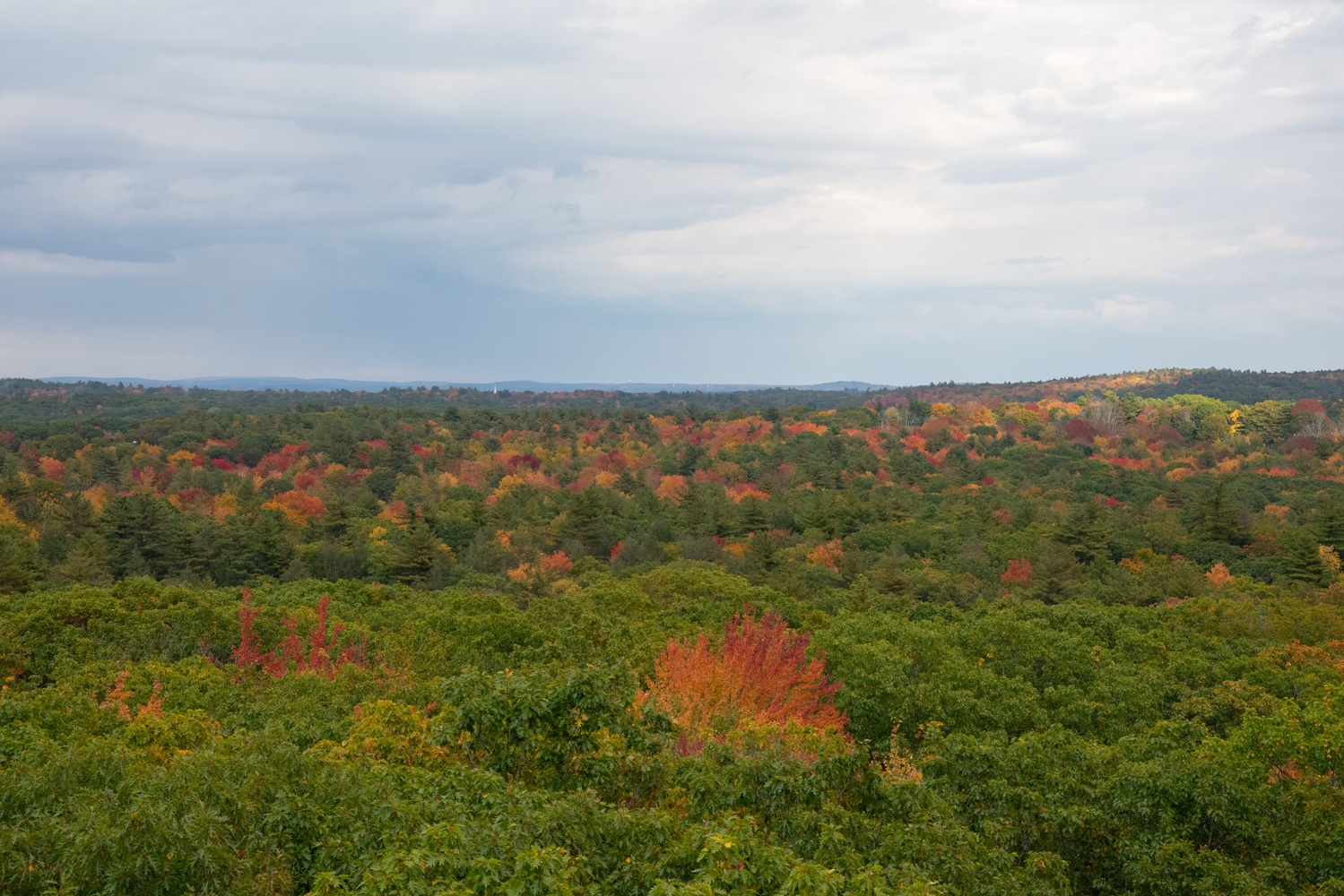 Harvard Forest Canopy | Multimedia | The Harvard Crimson