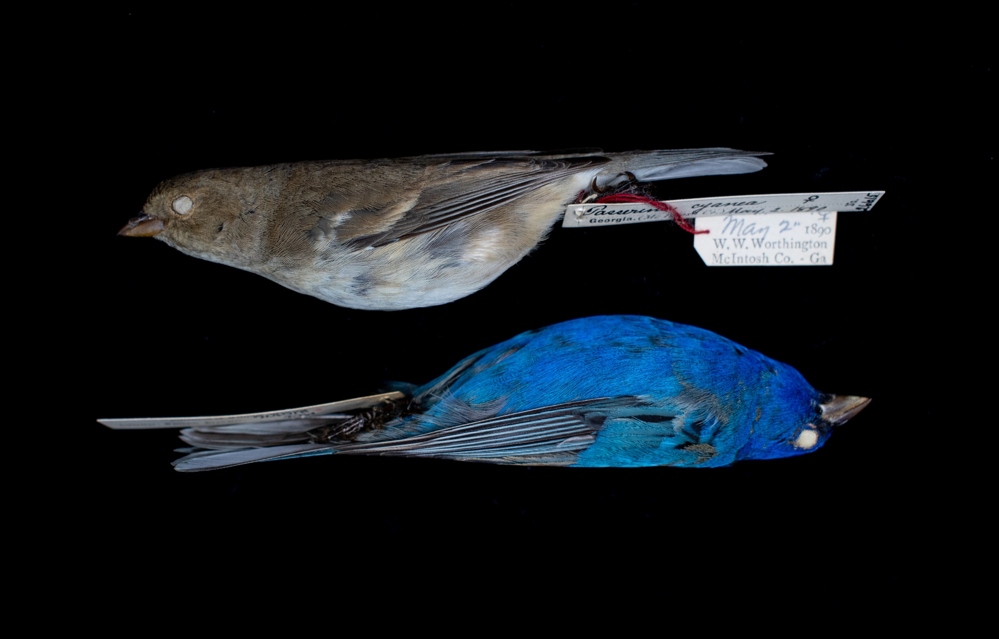 Bird Brilliance: Exploring Harvard’s Ornithology Collection | Magazine ...
