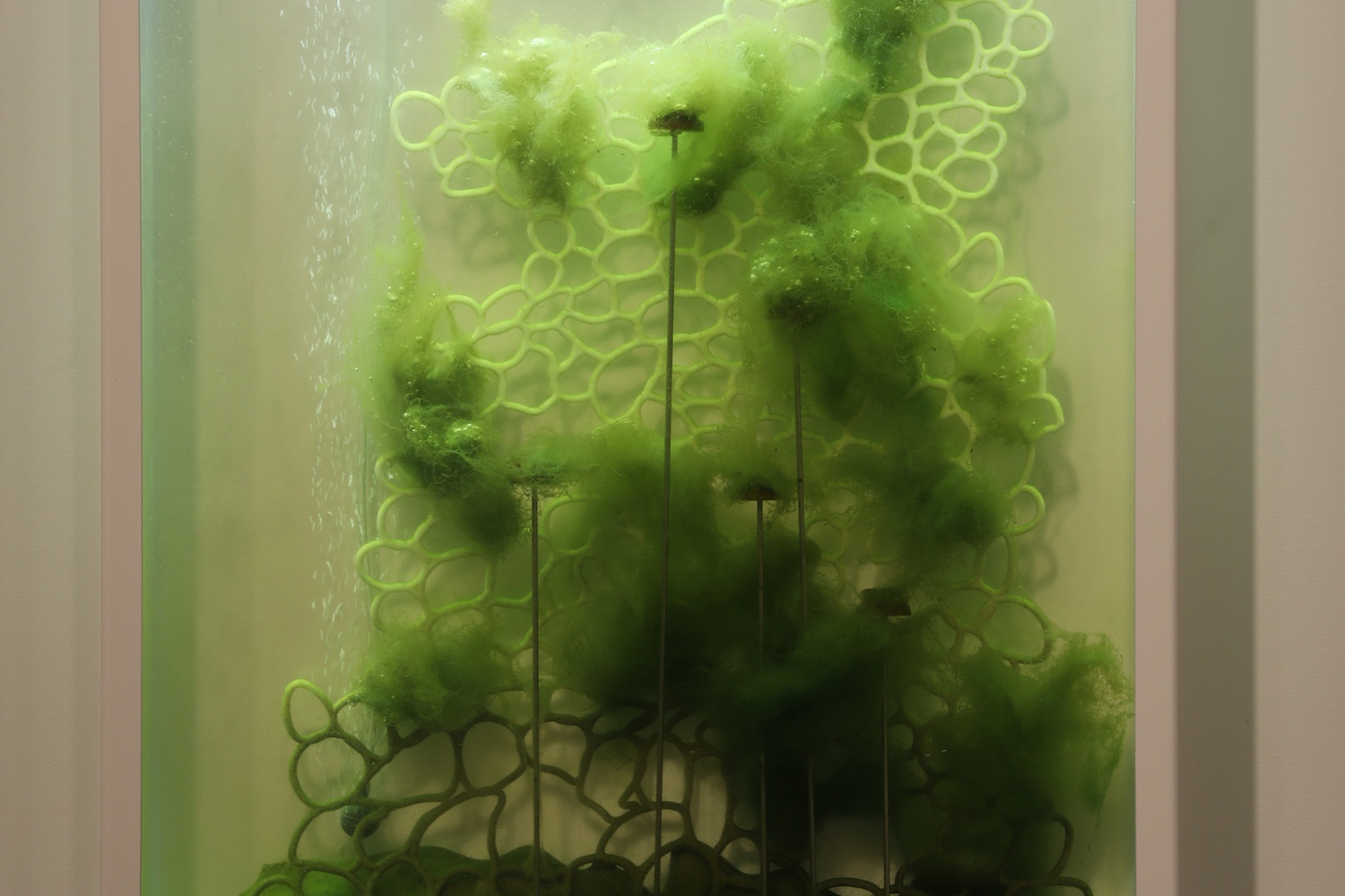algae-art-magazine-the-harvard-crimson