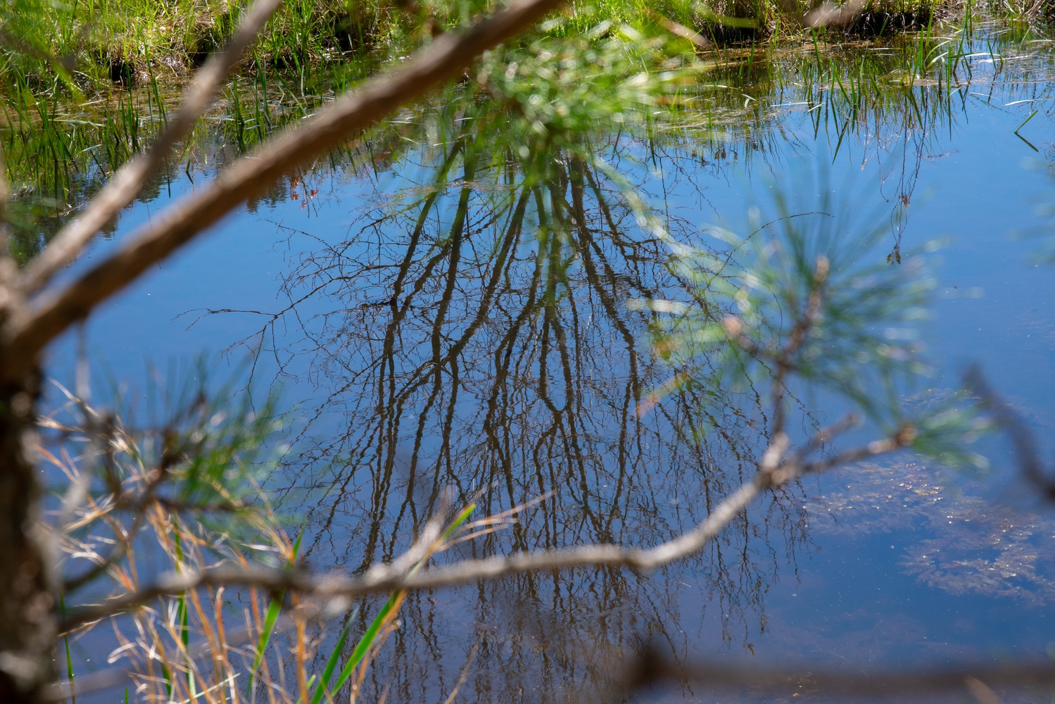 Bringing a Bog Back to Life | Magazine | The Harvard Crimson