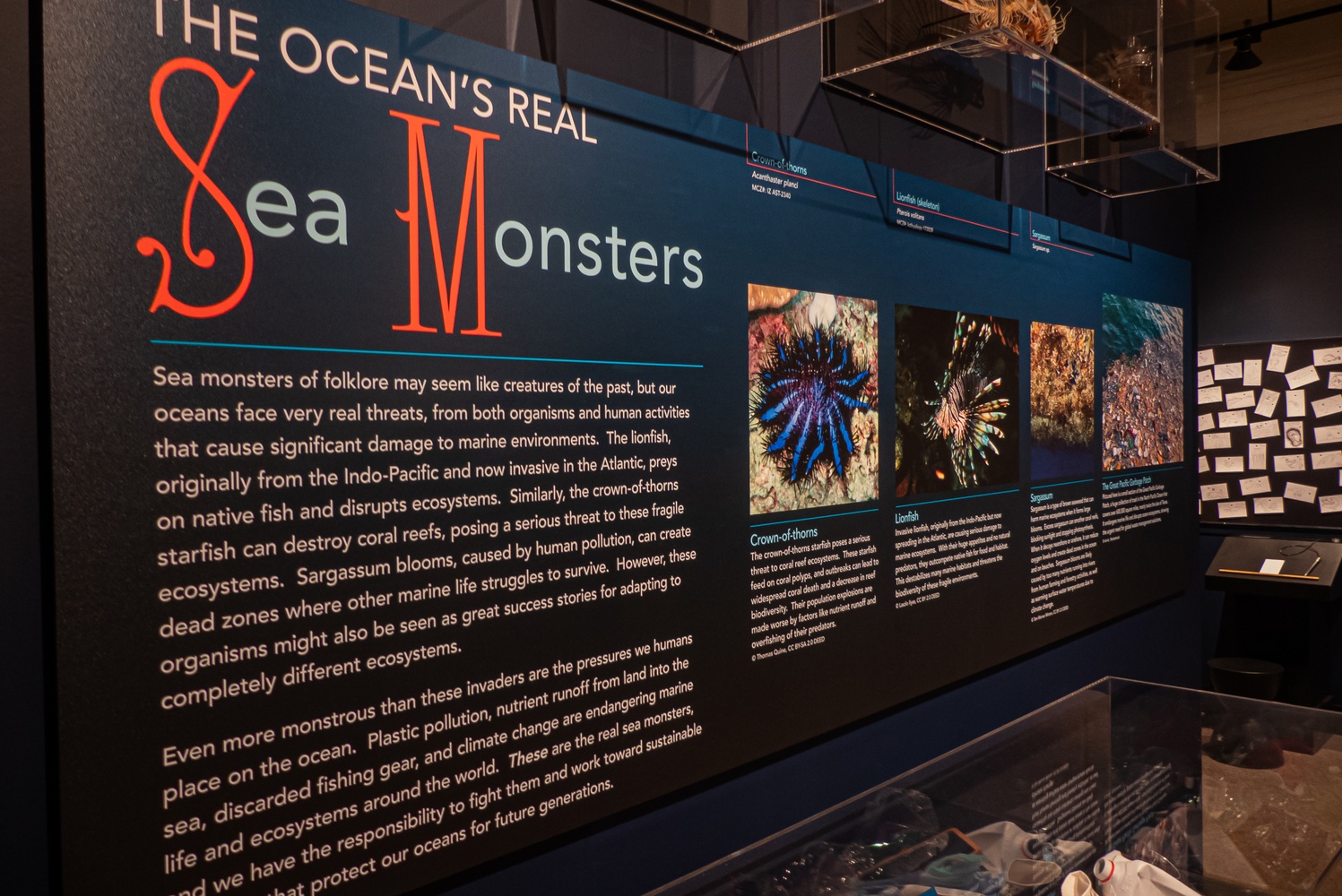 Sea Monsters Exhibit Main | Magazine | The Harvard Crimson