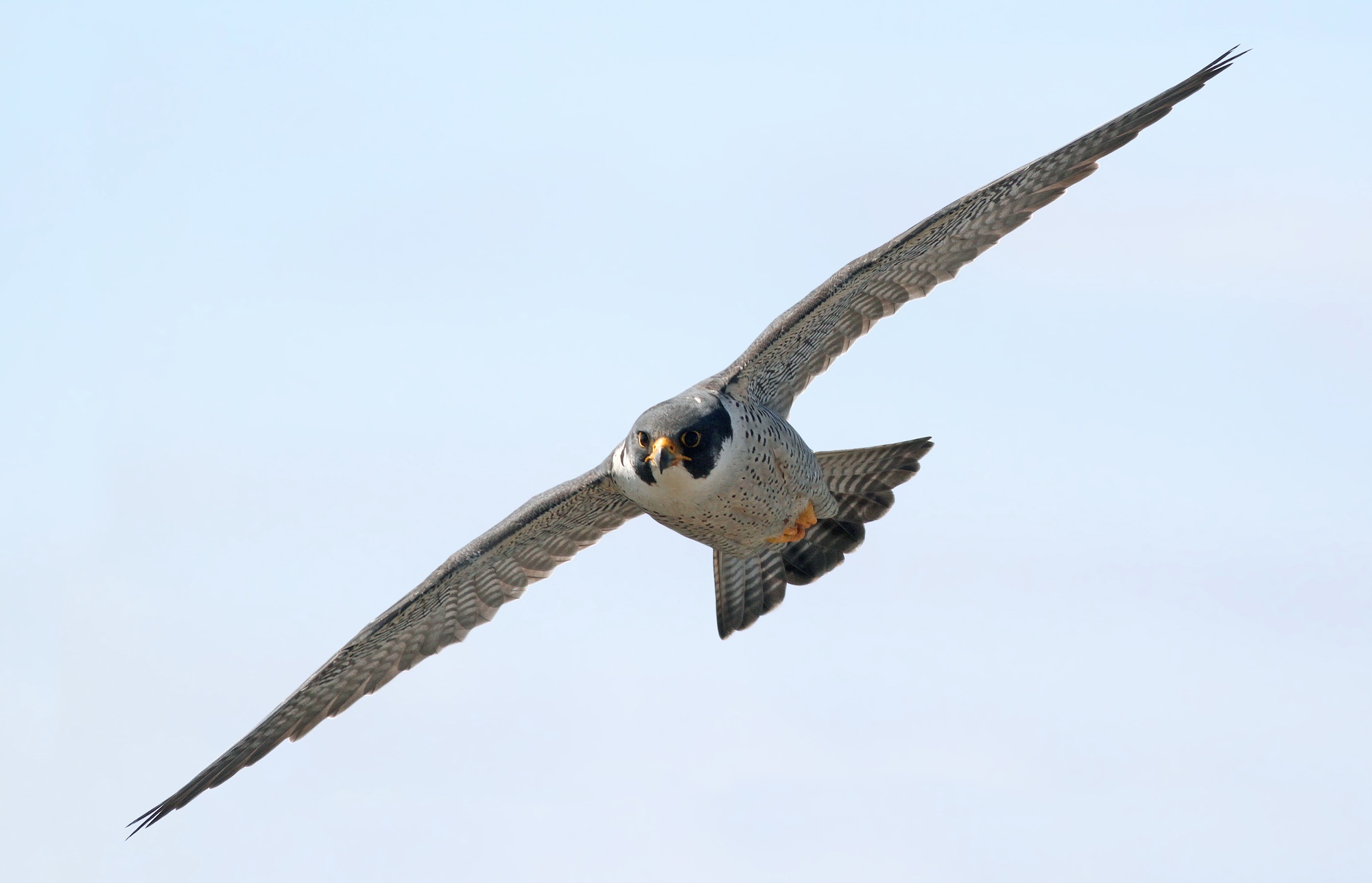 Harvard’s Memorial Hall Falcons are Now on YouTube | News | The Harvard ...