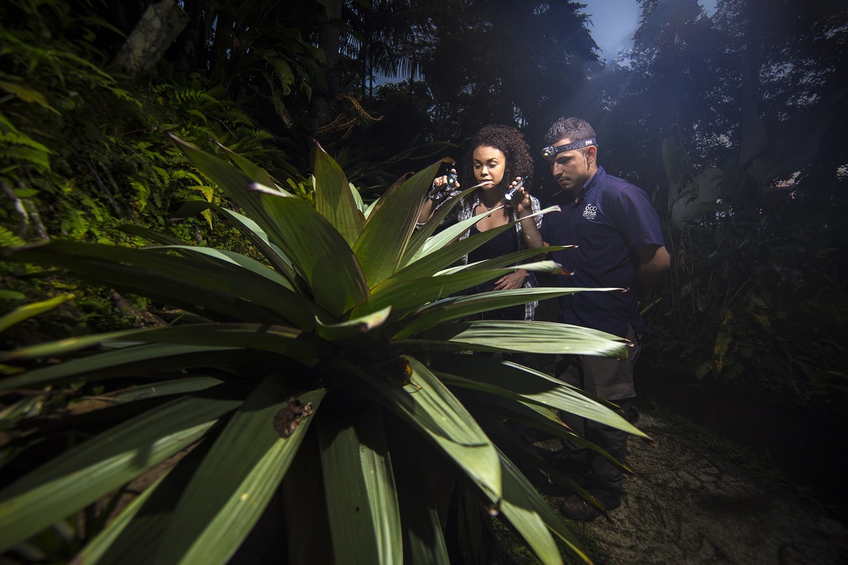 Nocturnal Experience Night walk - Ecoterra Costa Rica