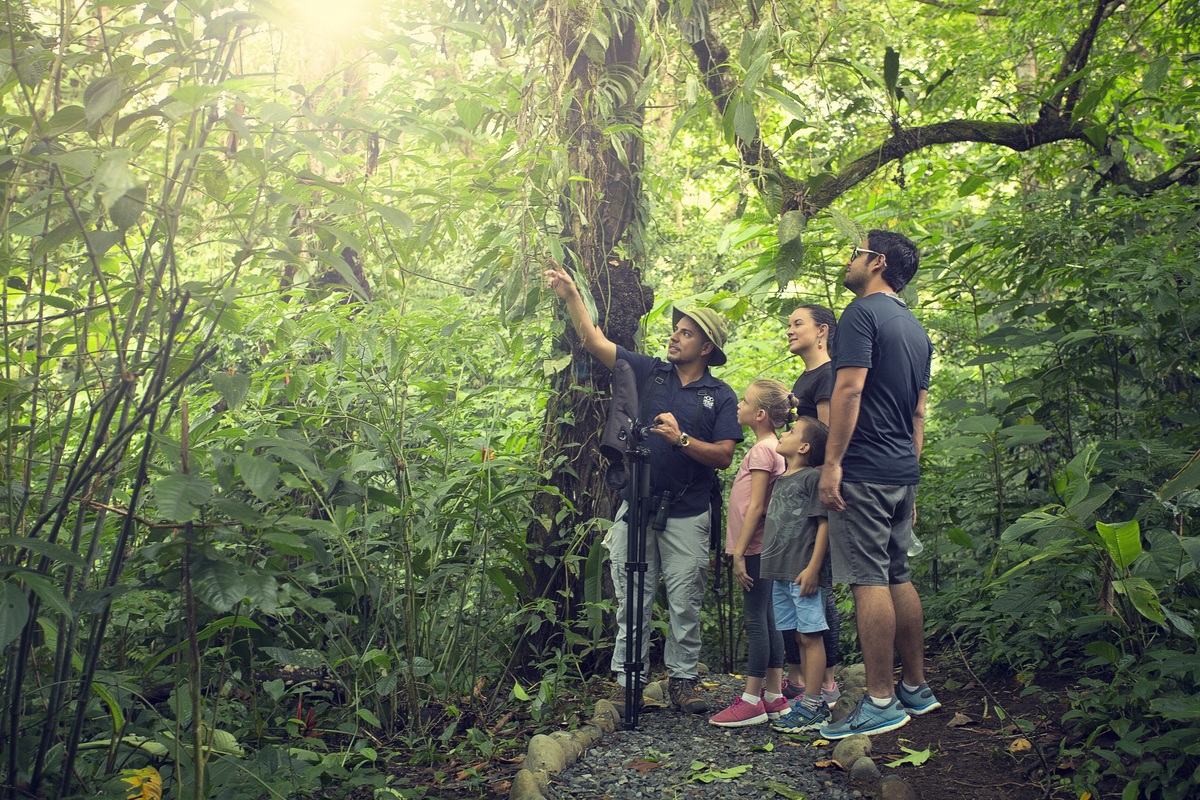 Sloth Watching Tour Day or Night Experience Costa Rica - Ecoterra Costa ...