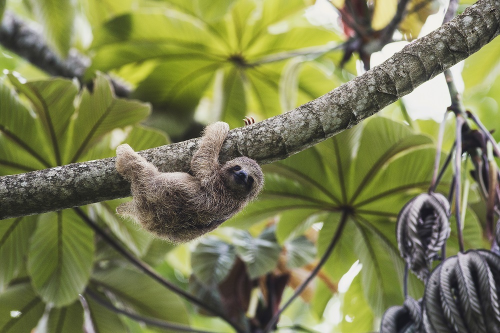 Sloth Watching Tour Day or Night Experience Costa Rica - Ecoterra Costa ...
