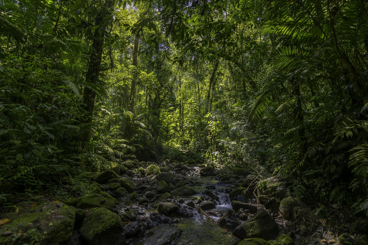Children's Eternal Rainforest Jungle Expedition - Ecoterra Costa Rica