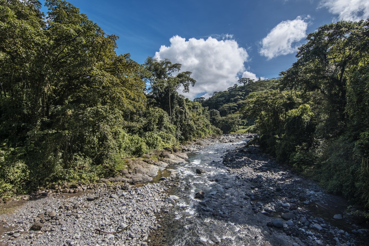 Children's Eternal Rainforest Jungle Expedition - Ecoterra Costa Rica