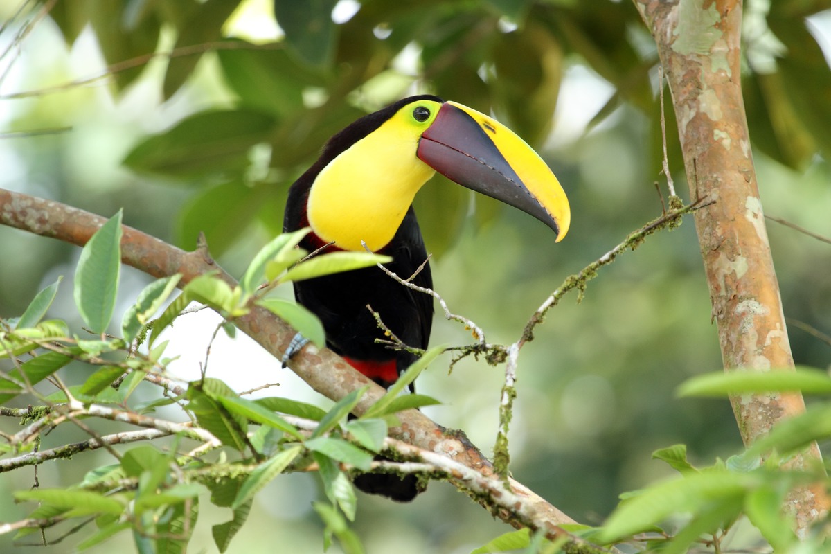 Observación de Aves - Ecoterra Costa Rica