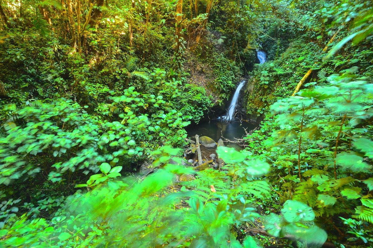 Monteverde Cloud Forest Reserve Hike - Costa Rica Insider