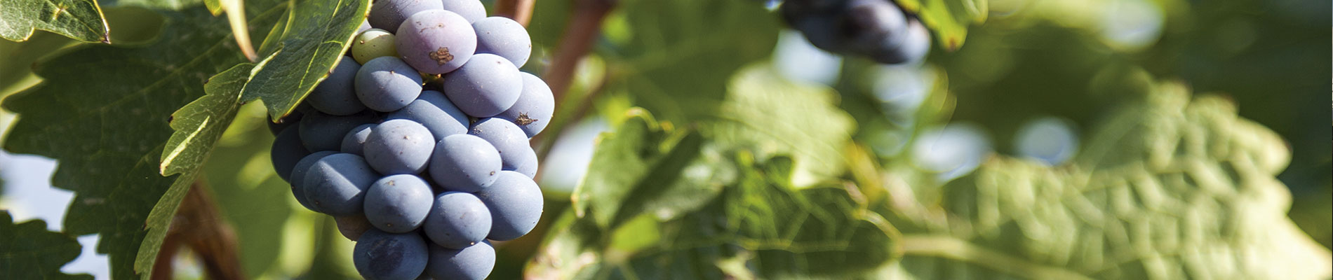 Terra Chile, travel agency in Valparaiso