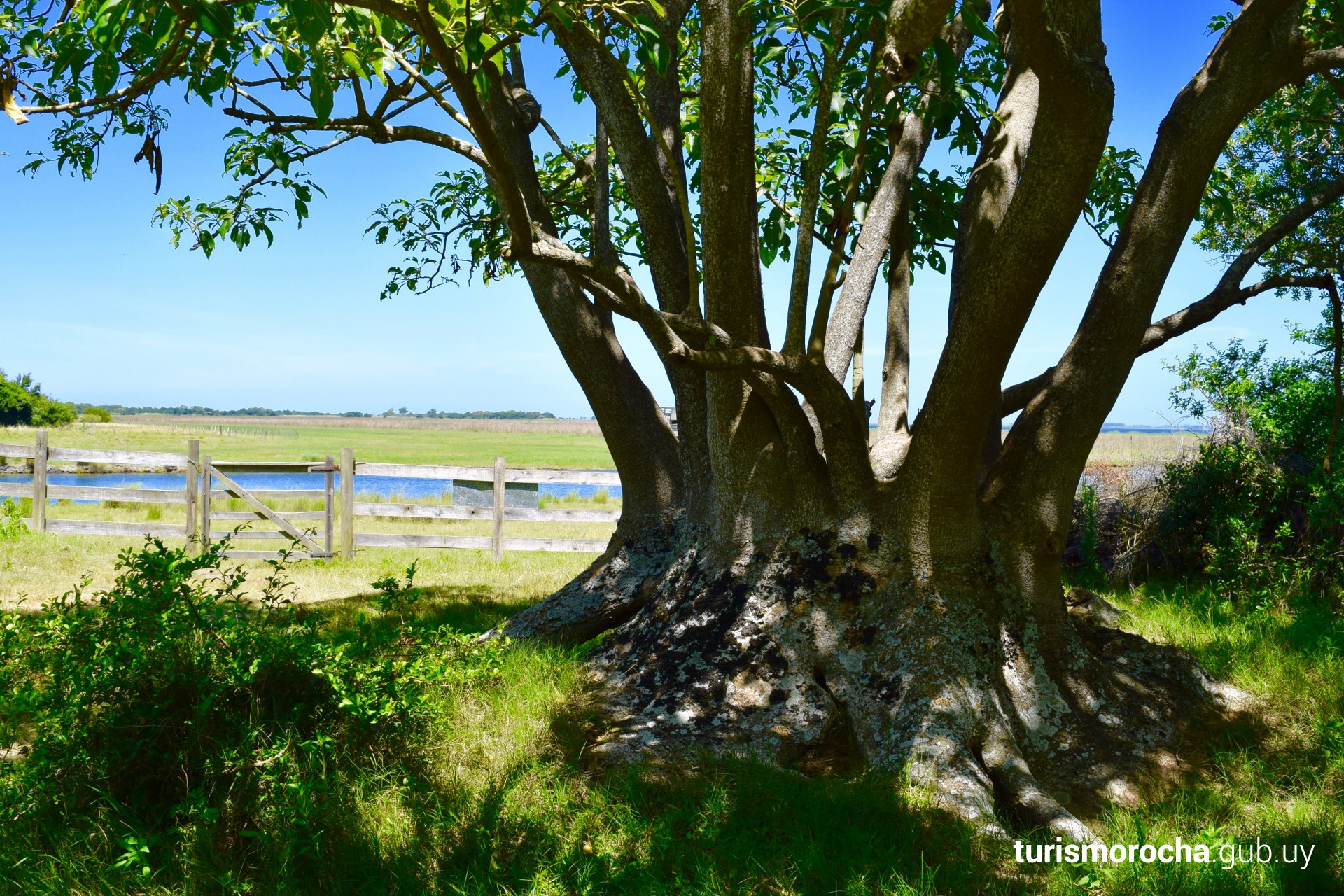 Monte de ombúes: the largest grouping of ombú trees of the region over ...