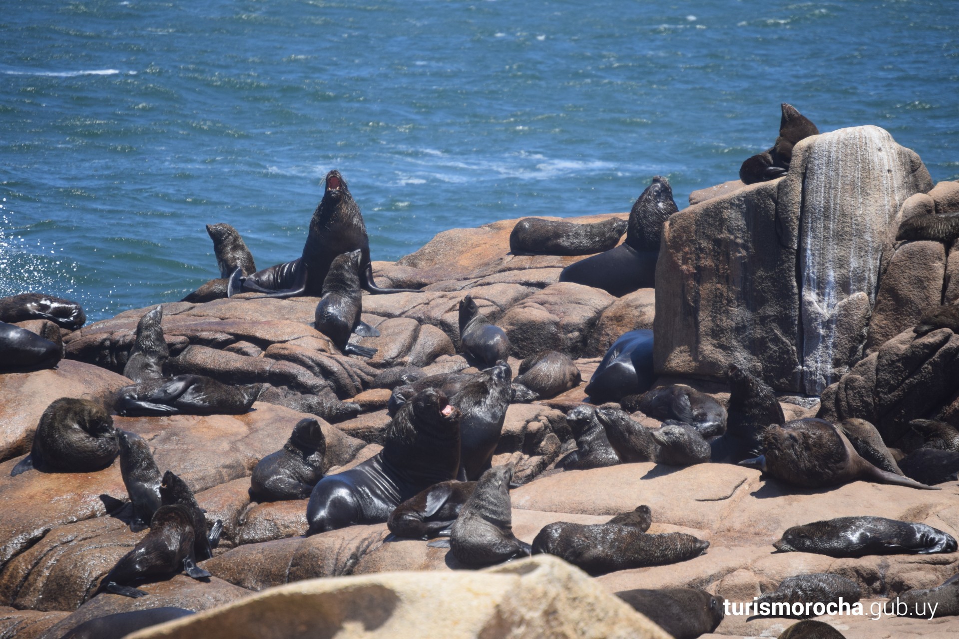Reserva de lobos marinos en Cabo Polonio, Rocha, Uruguay