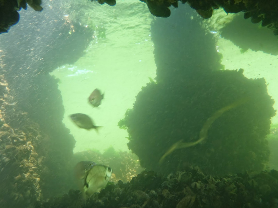 Salida de buceo libre (apnea) al naufragio de Corumbá en La Paloma