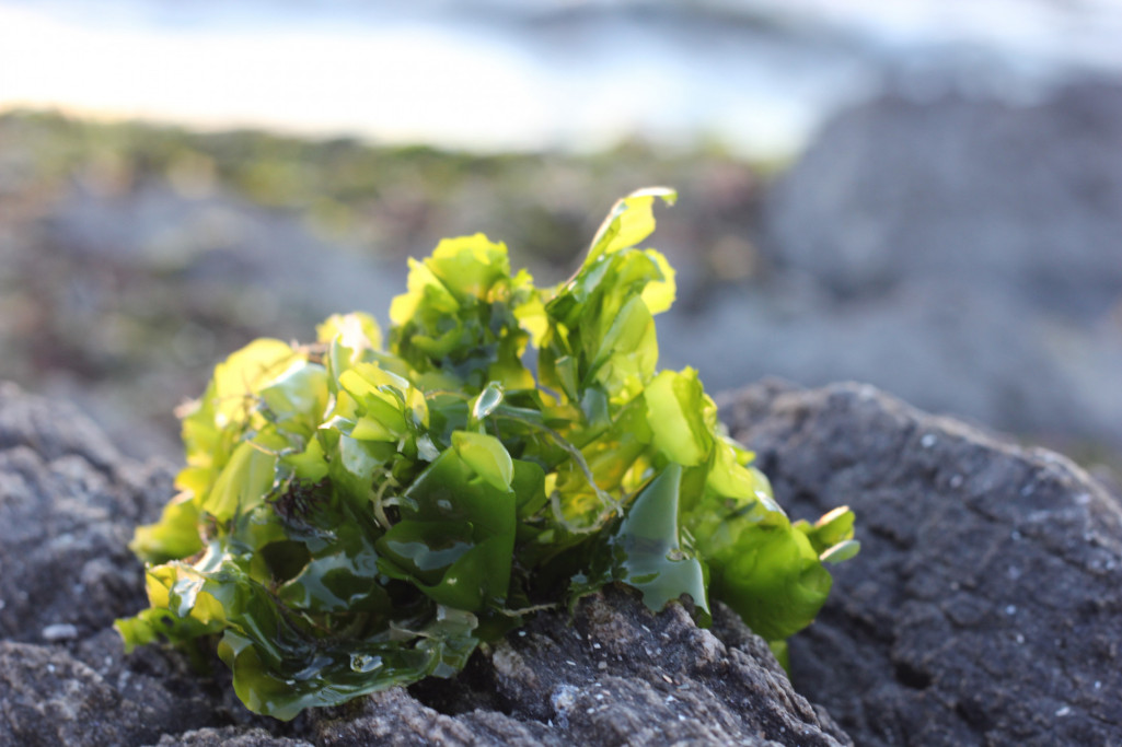 Presentación de la Guía visual de Macroalgas de la costa atlántica de ...