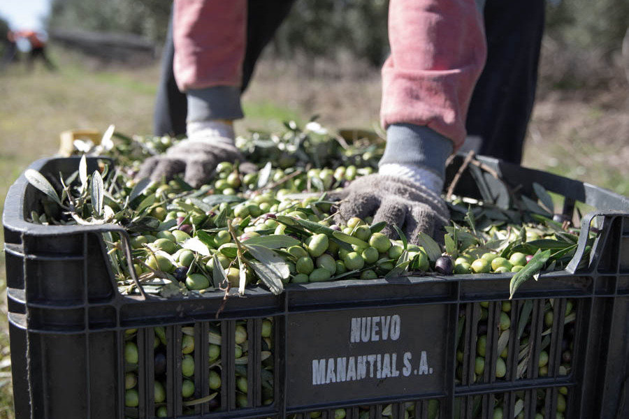 El olivo y su producción: épocas de cosecha, variedades y beneficios ...