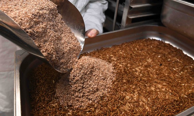 Plantean en Europa usar insectos, por su proteína, para alimentar al ...