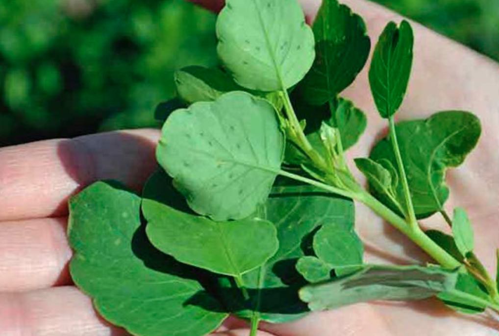 Guerrero, primer lugar nacional de papaloquelite, según la Sader ...