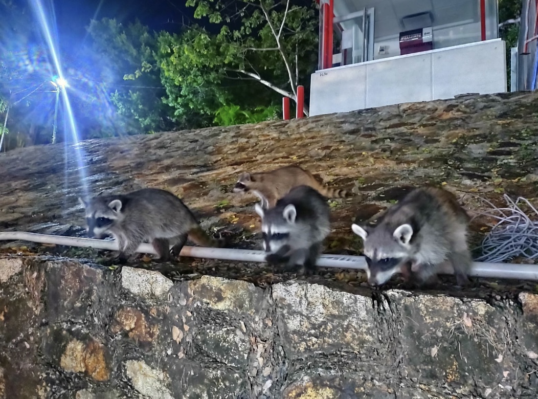 Les cae un mapache en sesión de Cabildo - El Sur Acapulco suracapulco I ...