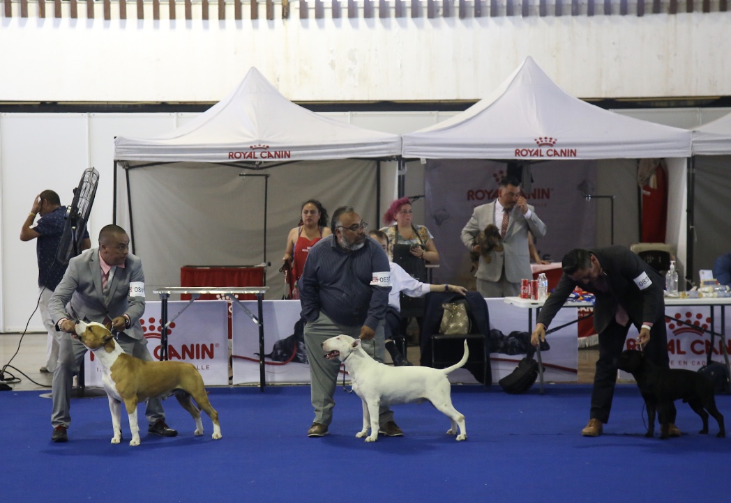 La exposición Dog Show Acapulco 2023, una oportunidad para jóvenes ...