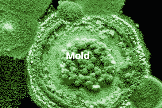 | Reets TV Streaming