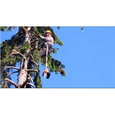 Steve And Sandra Tree Services in Mississauga, ON | 4163176969 | 411.ca