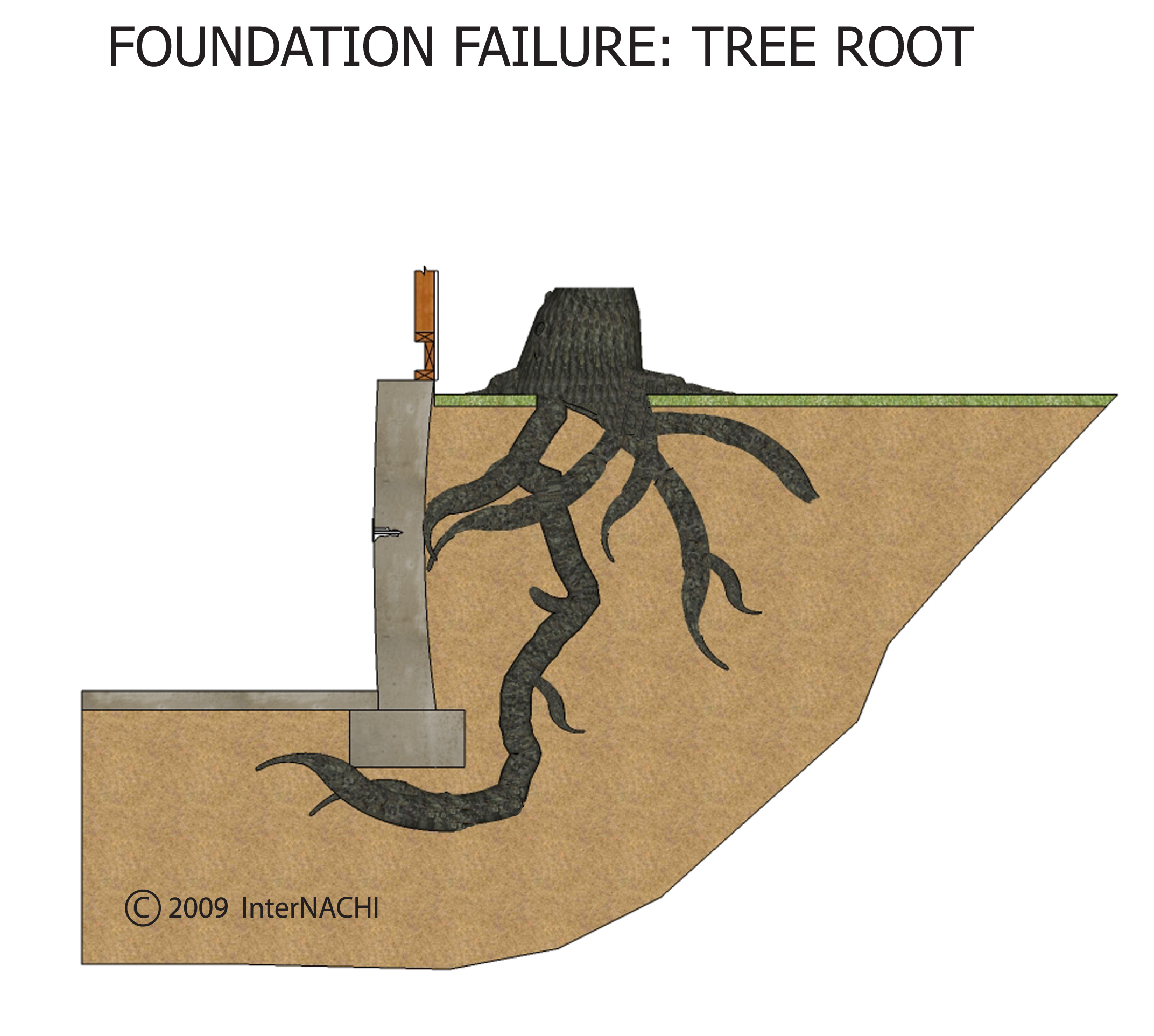 Tree Root - Inspection Gallery - InterNACHI®
