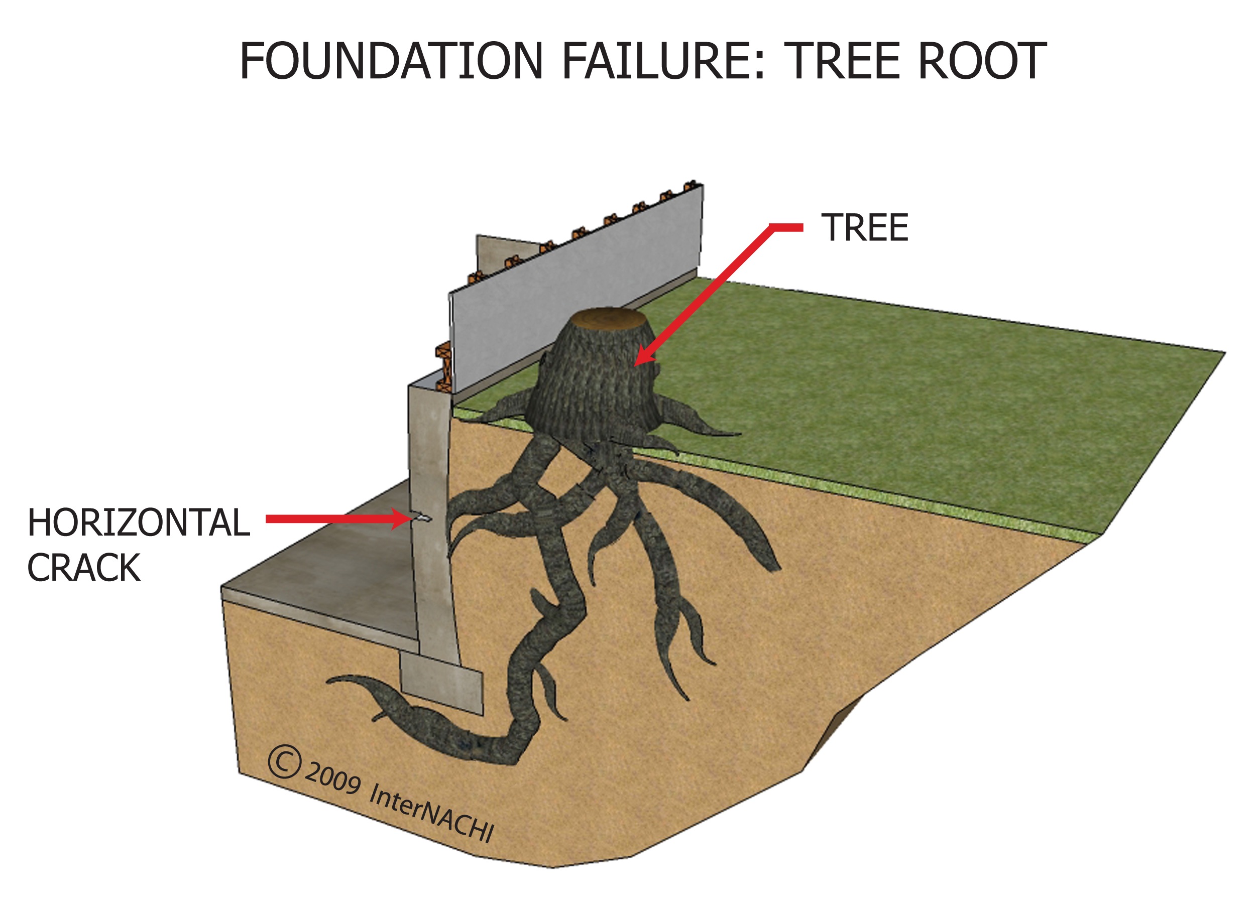 Tree Root - Inspection Gallery - InterNACHI®