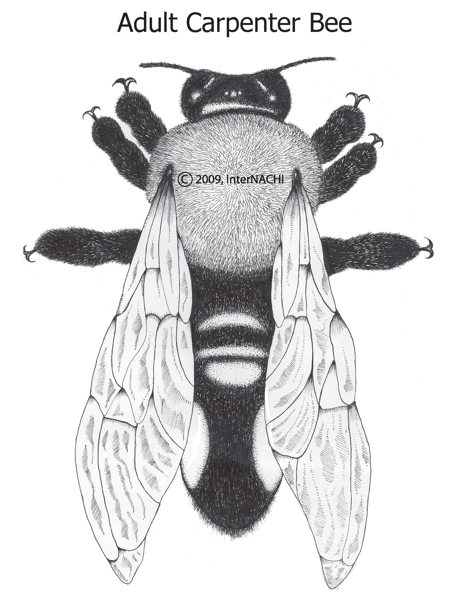 Adult Carpenter Bee - Inspection Gallery - InterNACHI®