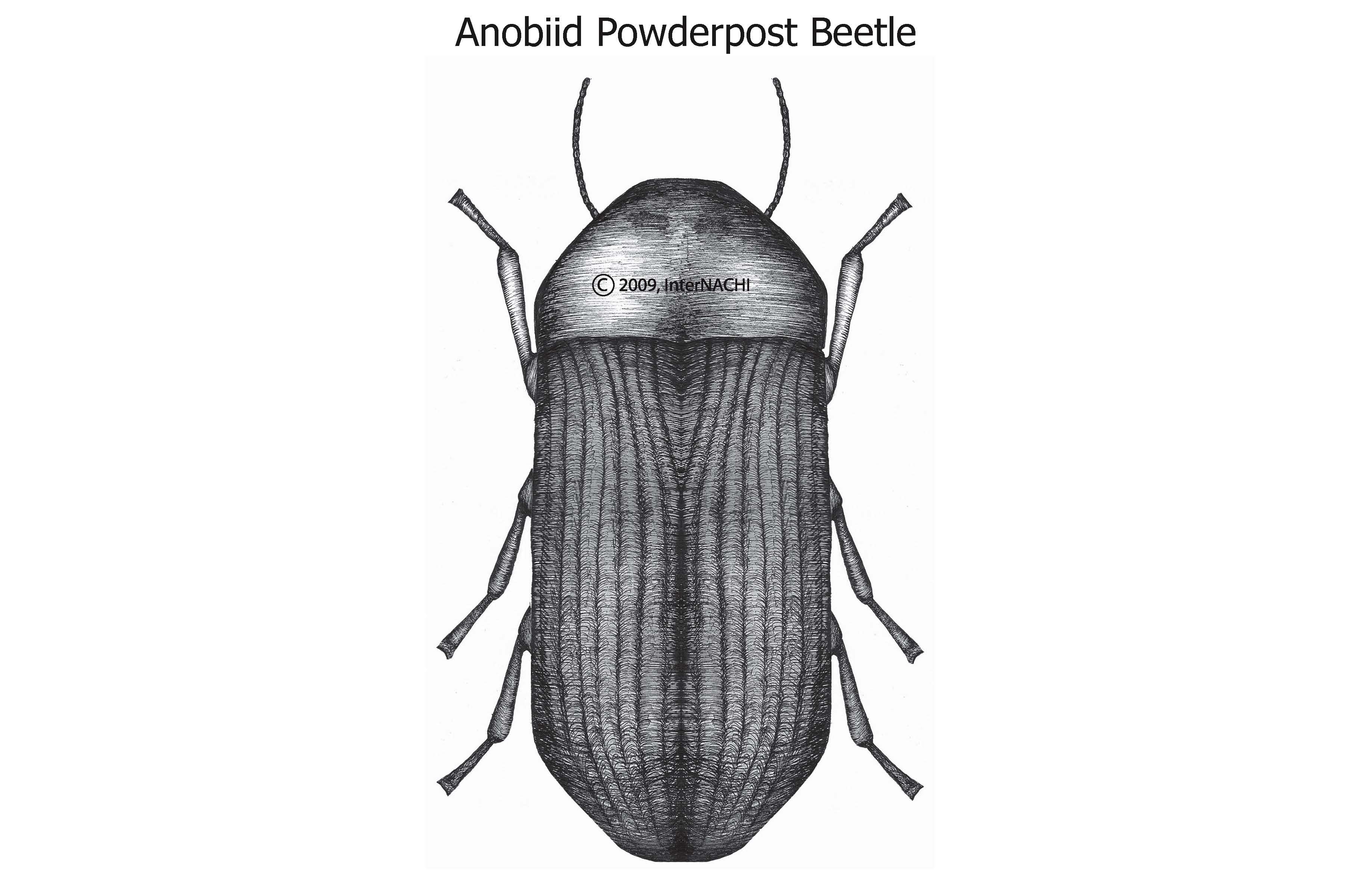 Anobiid Powderpost Beetle - Inspection Gallery - InterNACHI®